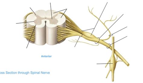 Spinal Nerve Diagram Quizlet