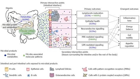 Diversity Of Microbial Metabolism