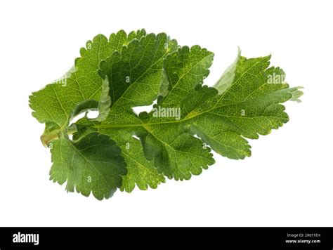 Fresh Green Parsnip Leaf Isolated On White Stock Photo Alamy