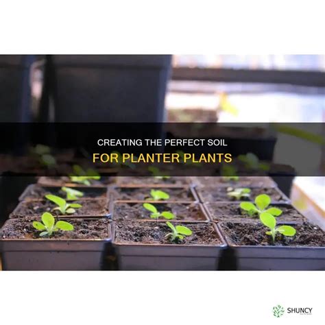 Creating The Perfect Soil For Planter Plants Shuncy