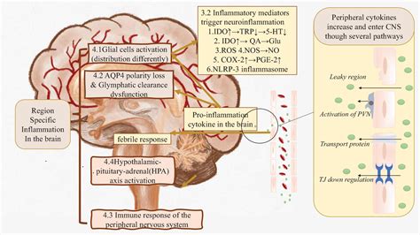 Brain Inflammation