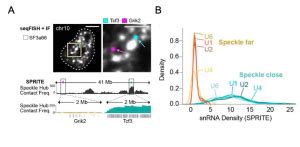 D Genome Organization Around Nuclear Speckles Drives MRNA Splicing Efficiency PreLights