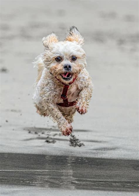 Animals Running Animal Photo Contest Photocrowd Photo Competitions