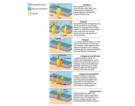 Plasmalemma Structures Quiz