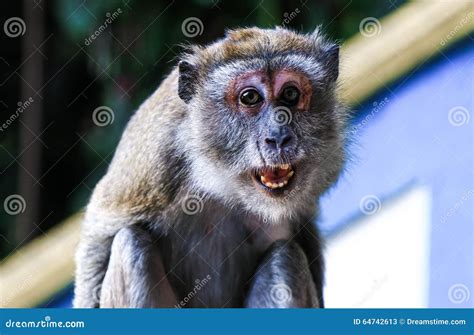 Angry Monkey In A Cage Stock Image 37391863