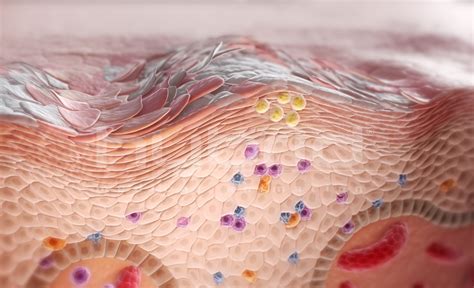 Keratinocytes And Immune Cells Hybrid Medical Animation