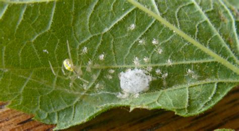 Adult Spider With Spiderlings Theridion Bugguide Net