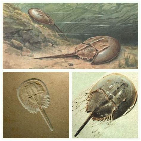 Biblical The Horseshoe Crab Defies Evolution The Horseshoe Crab Is