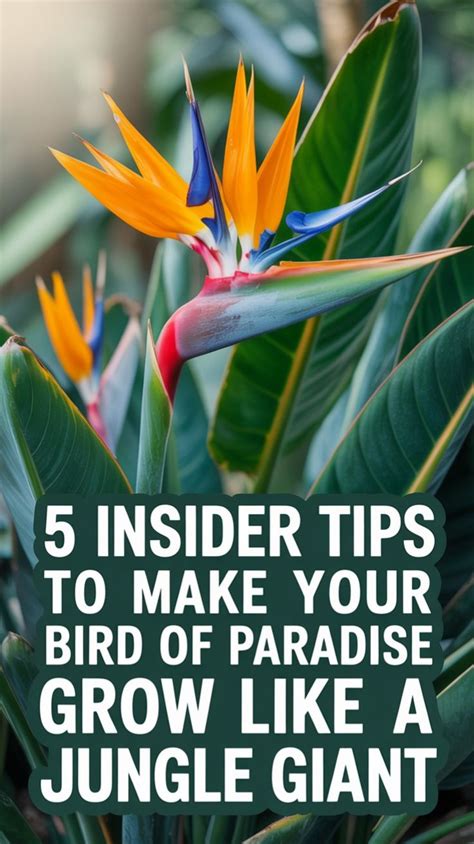 5 Insider Tips To Make Your Bird Of Paradise Grow Like A Jungle Giant