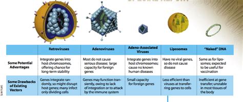 Vectors Gene Therapy