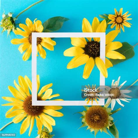 파란색 배경에 해바라기로 만든 창의적인 구성과 리본 복사 공간 최소한의 개념입니다 플랫 레이 0명에 대한 스톡 사진 및 기타 이미지 Istock