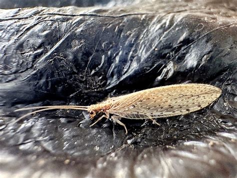 ヒメカゲロウ科ホソバヒメカゲロウ 奥行き1mの果樹園