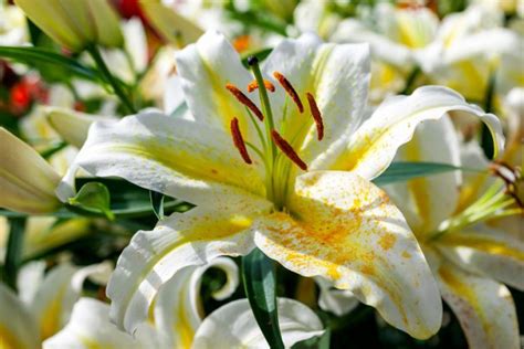 گل لیلیوم یا گل سوسن؛ معرفی انواع، روش های نگهداری و تکثیر