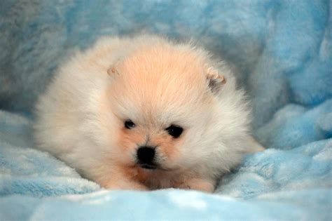 Cachorros De Pomerania Guía Esencial De Los Perros Pomerania Blog