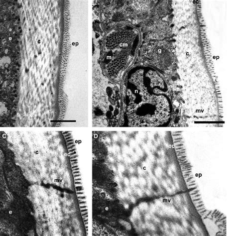 Epidermis A B Epidermis And Circular Muscle Fiber In A Longitudinal Download Scientific