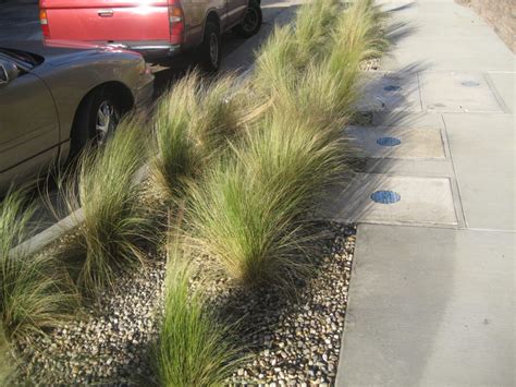 Nassella Tenuissima Looks Like It Sounds The Smarter Gardener