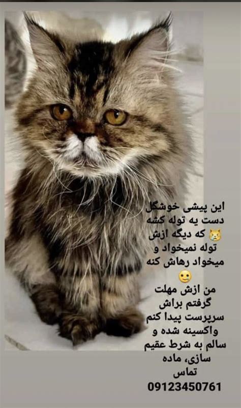 طرهء آبی On Twitter چرا میگیم نهبهخریدحیوانات پشت صحنه ی خرید