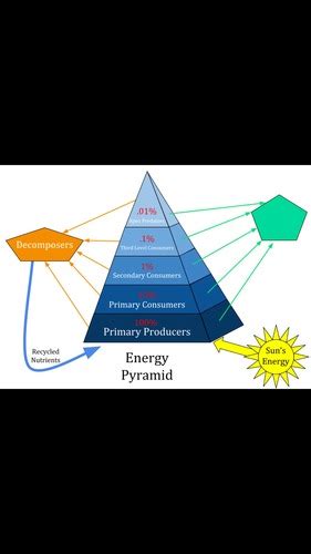Biology Enzymes Photosynthesis Chemical Reactions Cellular Respiration Flashcards Quizlet