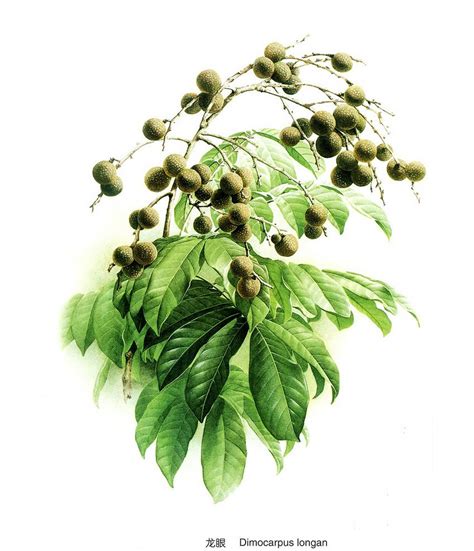 Художник Zeng Xiao Lian 142 работ Страница 4 Картины художники фотографы на Nevsepic