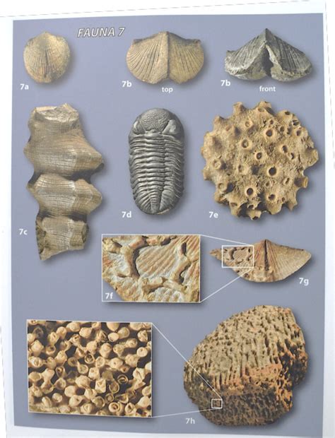part 1 index fossils in depositional sequences the