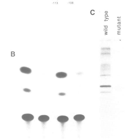 Cat Assay On Hep3b And Hela Cells Transfected With The Plasmids