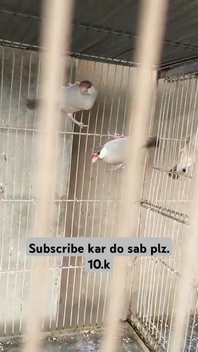 Java Pairs 💯 Parrot Amazing Viralshorts Youtube