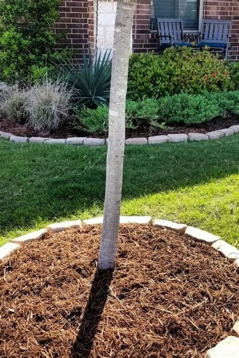 The Pros And Cons Of Using Cedar Mulch In Gardens Gardening Chores