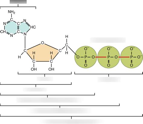 Diagram Of Module 2 Figure 2 30 Structure Of Adenosine Triphosphate Atp Quizlet