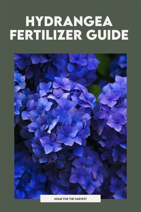 Hydrangea Fertilizer In 2025 Planting Hydrangeas Growing Hydrangeas Hydrangea Fertilizer