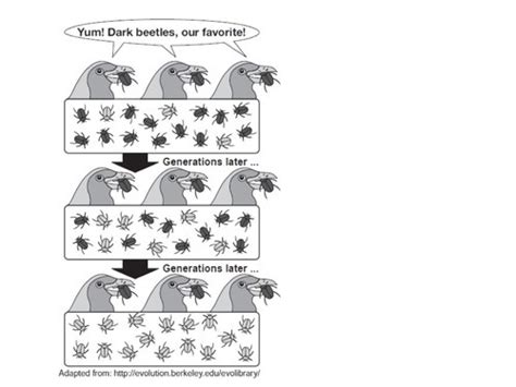Evolution Quiz Flashcards Quizlet