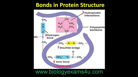 Protein Tertiary Structure Bonds