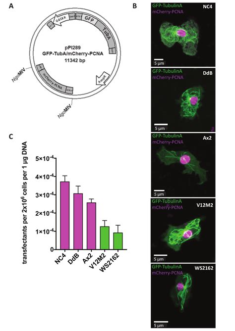 Genetic Engineering Of Dictyostelium Discoideum Cells Based On Selection And Growth On Bacteria