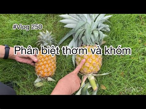 Quả Dứa Và Quả Thơm Khác Nhau Như Thế Nào Tìm Hiểu Sự Khác Biệt Ngay