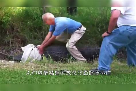 研究人员为近距离观察狮子，钻进玻璃笼子，这是挑衅猛兽威严啊！
