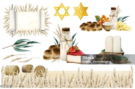 Shavuot 인사말 템플릿과 유대인 휴일 상징이 있는 작곡 수채화 그림은 토라 두루마리 할라 빵 우유 치즈 돌판 밀밭과 함께 흰색으로 분리되어 있다 Shavuot에 대한