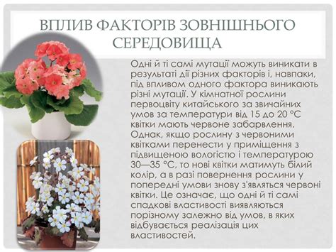 Презентація на тему Вплив генотипу і факторів зовнішнього середовища на рослинні організми