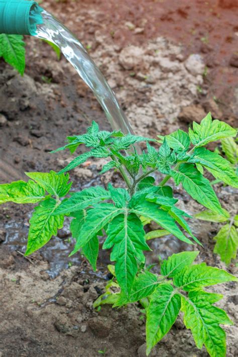 How To Protect Tomato Plants From Frost And Low Temperatures