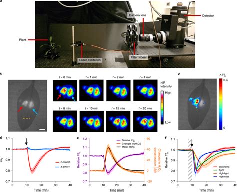 Standoff Detection Of The Wound Induced H2O2 Signal In Plants A Download Scientific Diagram