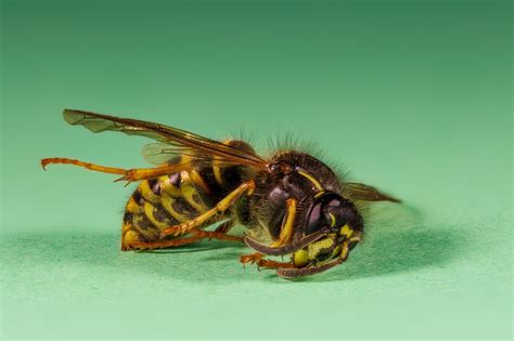 Stack Of A Wasp Rmacroporn
