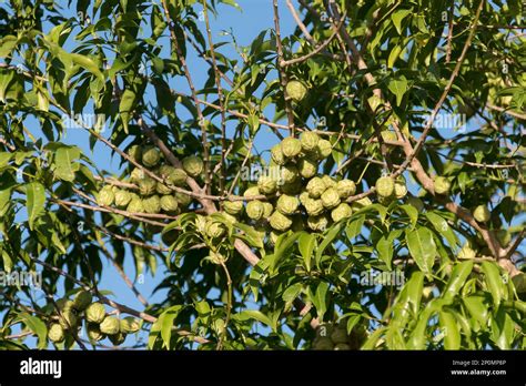 Australian Seed Pods Hi Res Stock Photography And Images Alamy