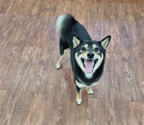 시바이누장군이 강아지책임분양 컴투펫케어센터