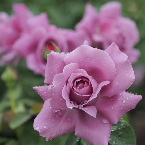 Charles de Gaulle ® | Чайно-гибридные розы | Roses' Name