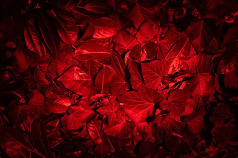 신선한 잎과 복사 공간이있는 어두운 빨간색 네온 천연 디자인 여름 밤 구성 녹색 잎으로 만든 창조적 인 레이아웃 플랫 레이 자연 배경 0명에 대한 스톡 사진 및 기타 이미지