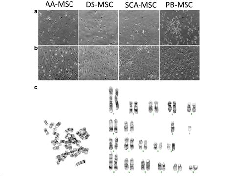 Morphology Of Mscs At A Passage 0 And 8 Days Of Culture And B First