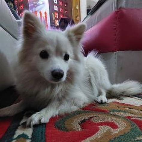 Rajat Krishnan Youtube