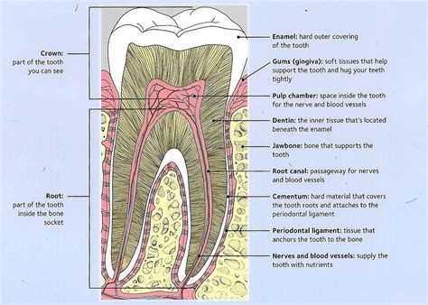 The Tooth And Its Supporting Tissues Dr Son X Nguyen Dmd Aegd