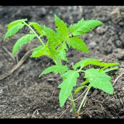 Tomato Leaf Detector V3 Object Detection Model By Leafdetectorok