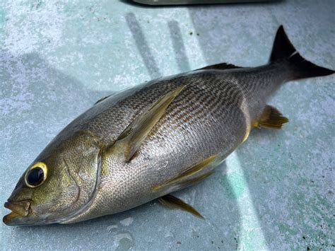 豊浜出船大進丸様でイサキ釣り フィッシング遊