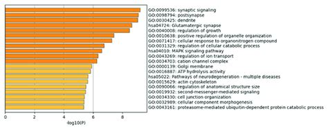GO Enrichment Analysis Of Positive Signals By Subjected Selection Download Scientific Diagram
