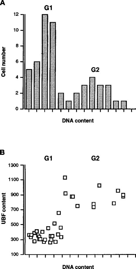 Figure 1 From Involvement Of In Situ Conformation Of Ribosomal Genes And Selective Distribution